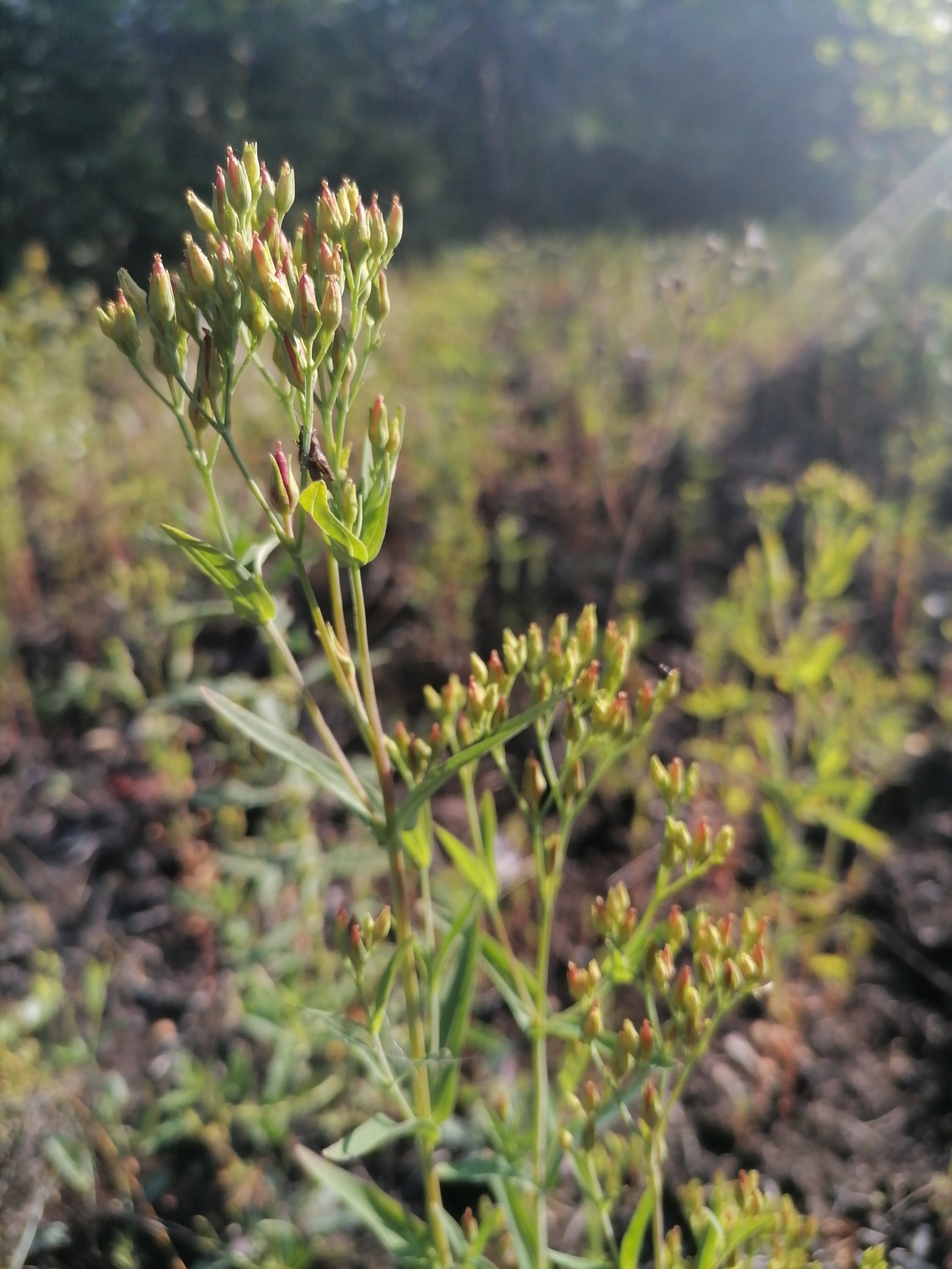 Hypericum majus (A.Gray) Britton