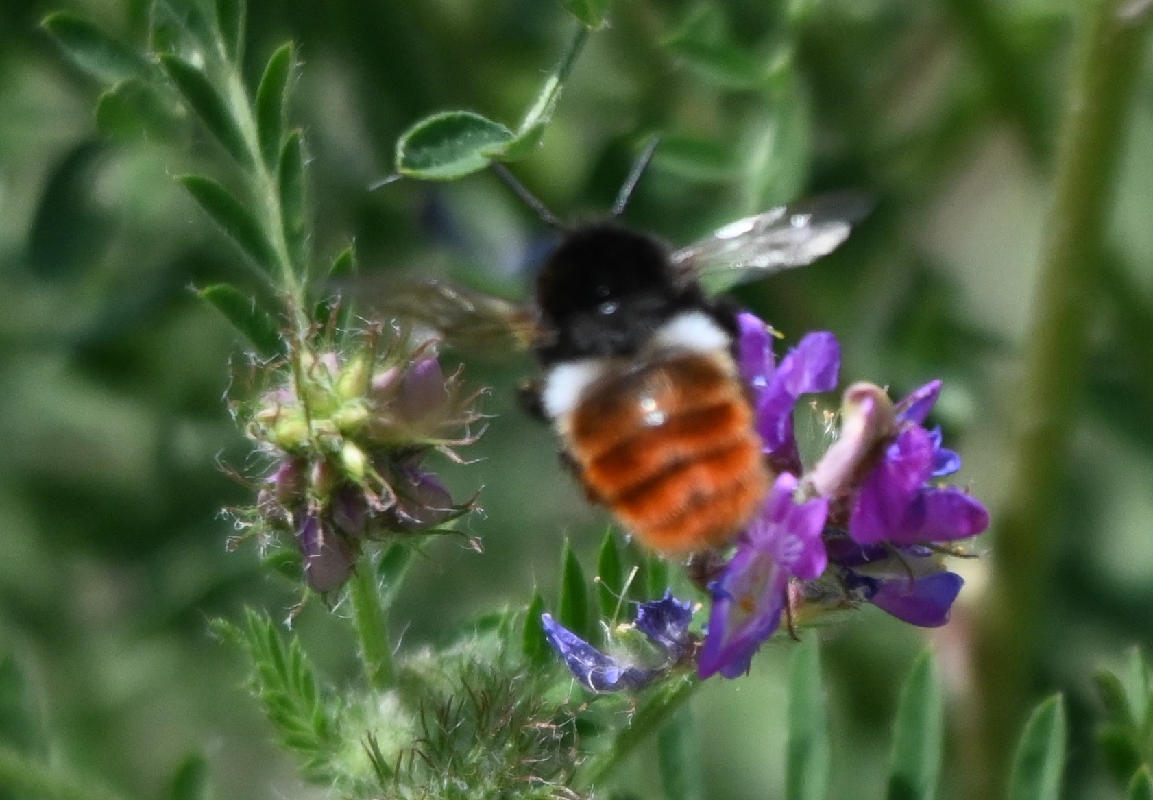 Bombus pyrosoma Morawitz, 1889