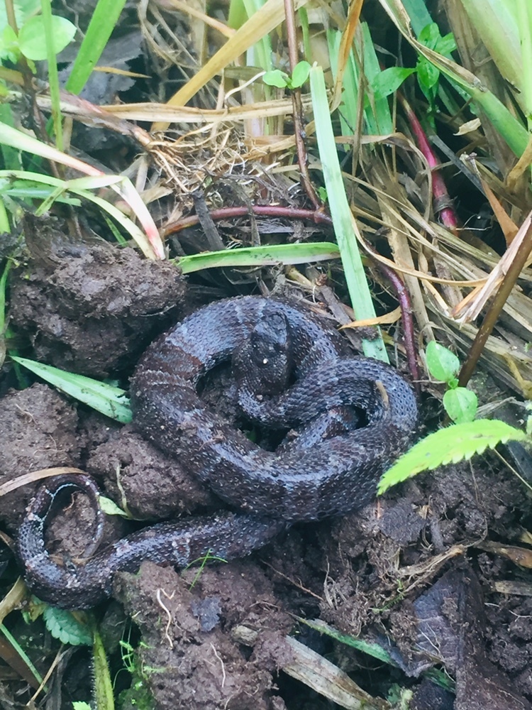 Ecuadorian Toadheaded Pitviper in May 2021 by kennirubi99 · iNaturalist
