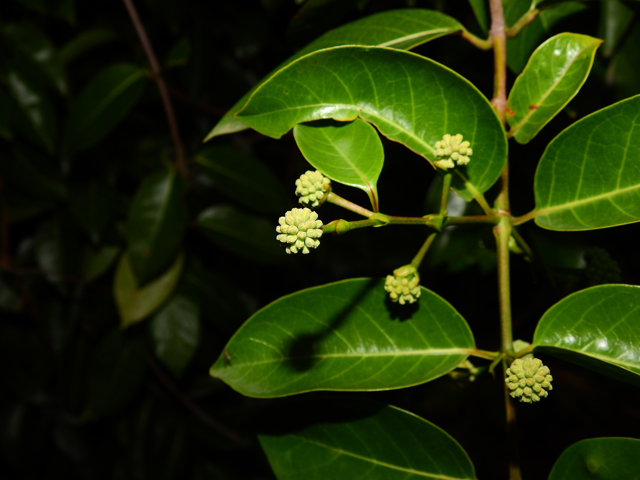 Uncaria guianensis (Aubl.) J.F.Gmel.