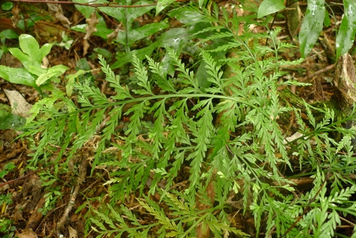 Hybrid Asplenium bulbiferum × flaccidum · iNaturalist