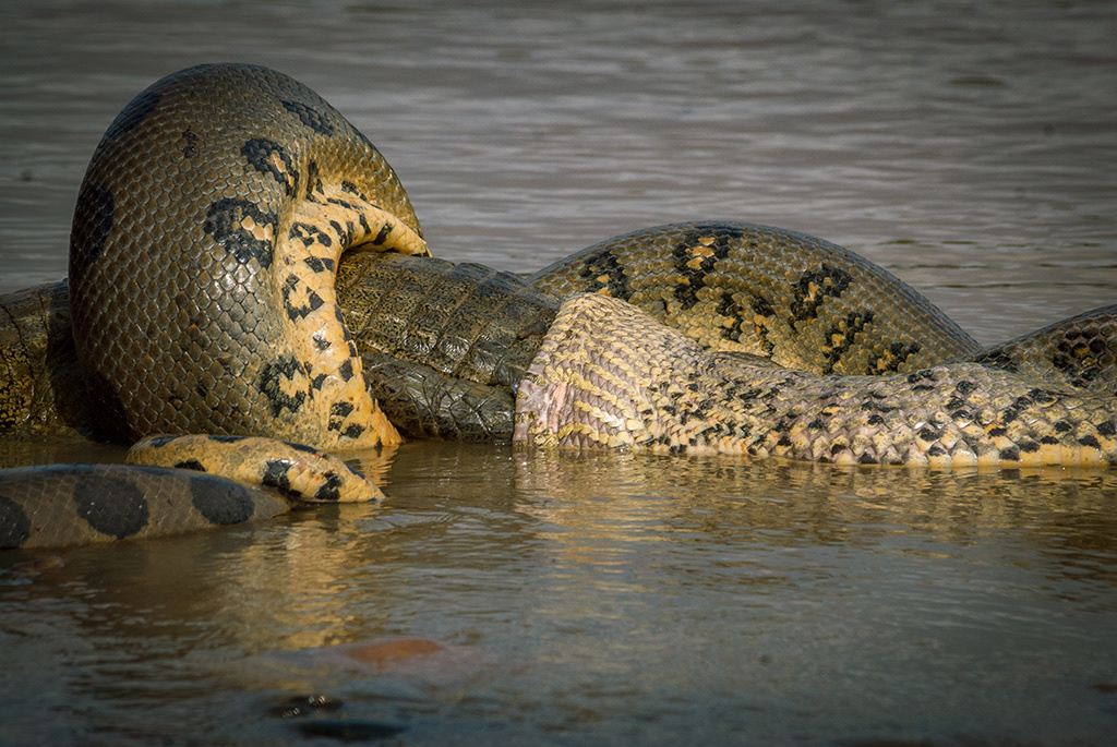 Green Anaconda from Parque Nacional del Manu, Departamento de Madre de ...