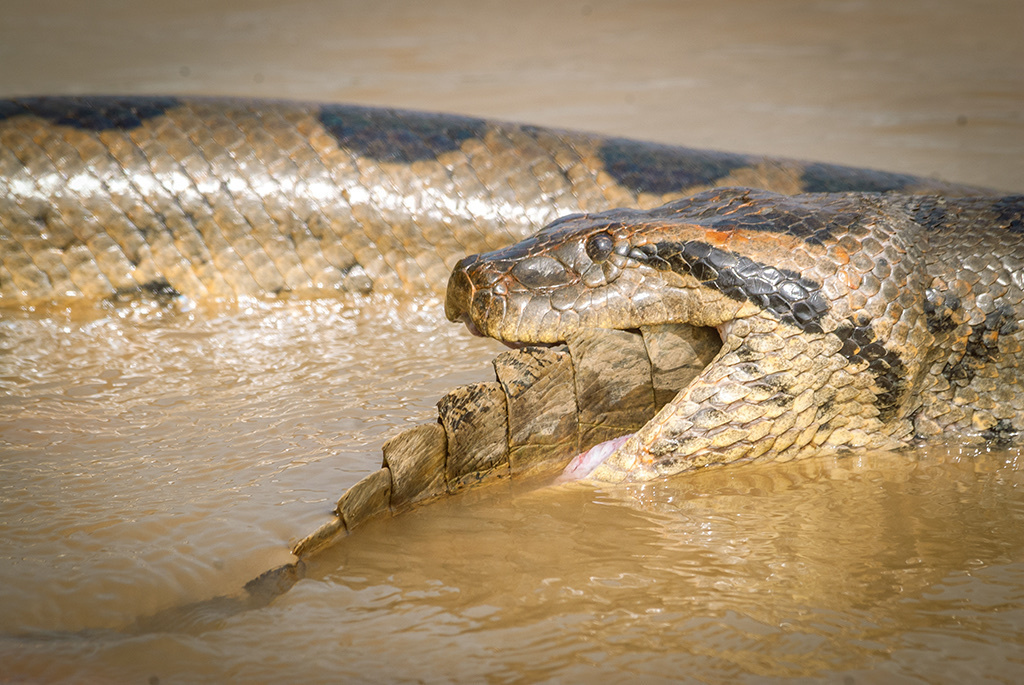 Green Anaconda from Parque Nacional del Manu, Departamento de Madre de ...