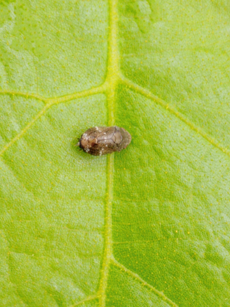 Penthimiini from Biju Patnaik Medicinal Plants Garden - BPMPG, MSSRF ...