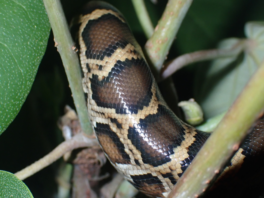 Burmese Python in July 2021 by Edward · iNaturalist