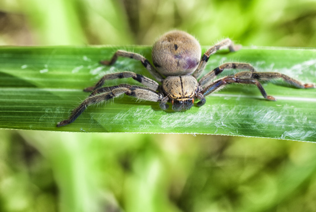 Golden Huntsman Spiders from Manzanillo, Col., México on July 21, 2021 ...