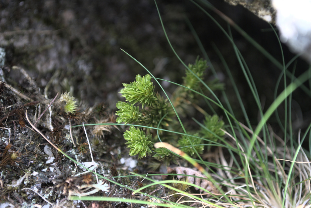 northern firmoss from Cornwall, UK on July 22, 2021 at 01:42 PM by ...