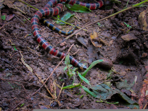 Variable Coralsnake (Micrurus diastema) - Snakes and Lizards