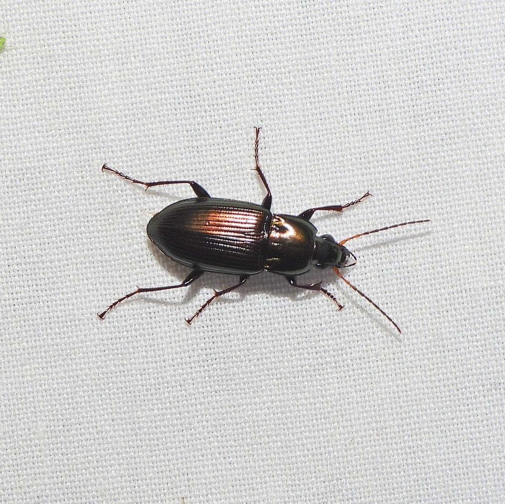 Poecilus chalcites from Fred Archibald Audubon Sanctuary on July 16 ...