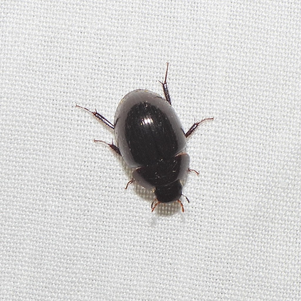 Limnohydrobius melaenus from Fred Archibald Audubon Sanctuary on July ...