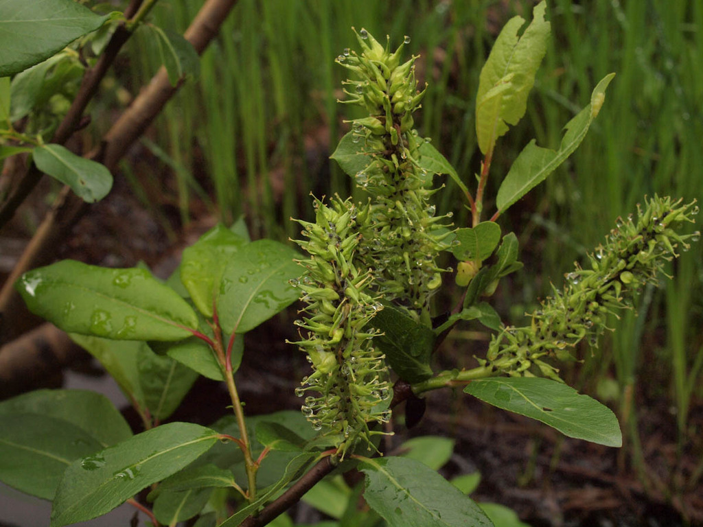 coastal willow (Handbook for the Native Trees of Oregon) · iNaturalist