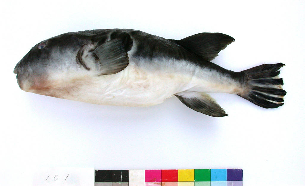 Tiger Puffer (Takifugu rubripes) - Marine Life Identification