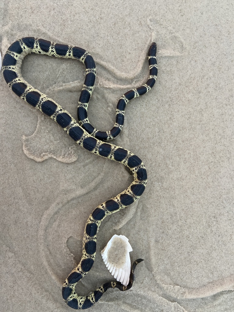 Elegant Sea Snake (Hydrophis elegans) - Snakes and Lizards
