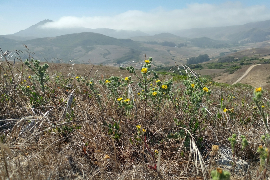 gaviota tarplant in July 2021 by Casey H. Richart · iNaturalist
