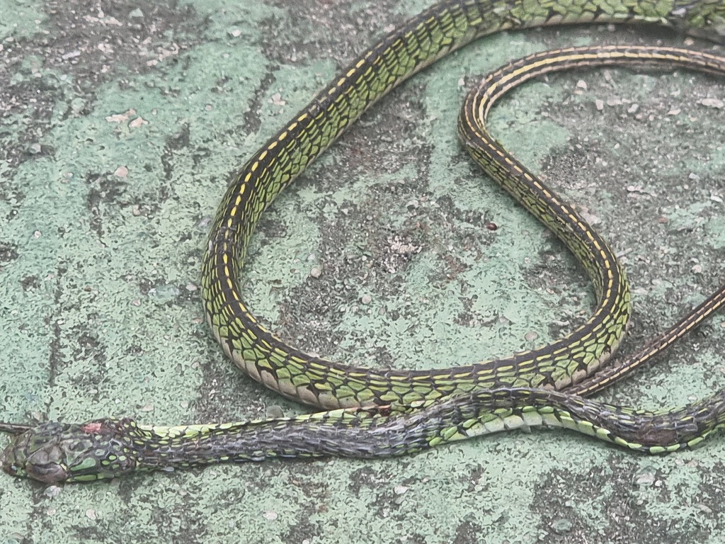 Large-eyed Green Treesnake from Warri South-West, Nigeria on July 20 ...