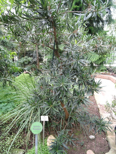 Podocarpus rumphii (Flora Singapore List P) · iNaturalist