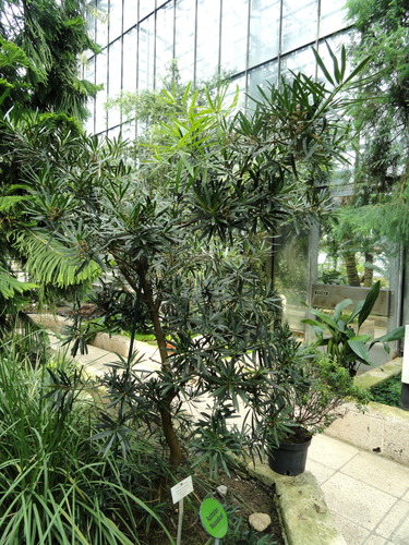 Podocarpus rumphii (Flora Singapore List P) · iNaturalist