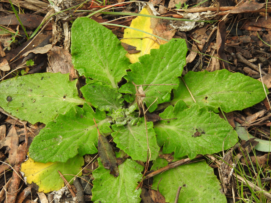 Austral bear’s-ears (Cymbonotus preissianus) - Botanical Realm