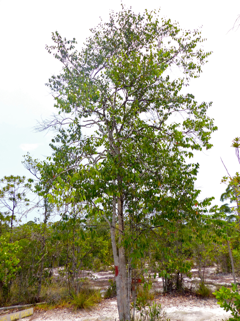 (Flora Singapore List P) · iNaturalist