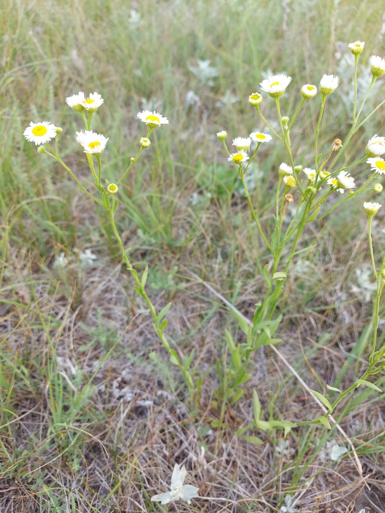 daisy fleabane in July 2021 by Sarah Vinge-Mazer · iNaturalist