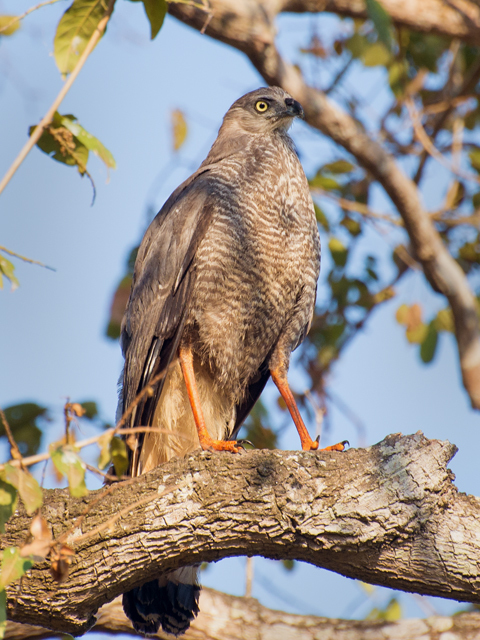 Crane Hawk (Cranes) · iNaturalist