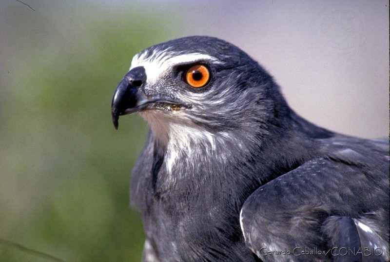 Crane Hawk (Cranes) · iNaturalist