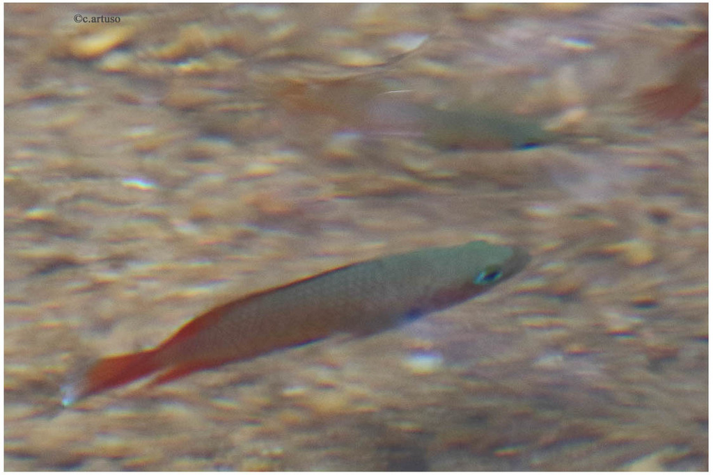 Combtail Gouramis (Belontiinae) - Marine Life Identification