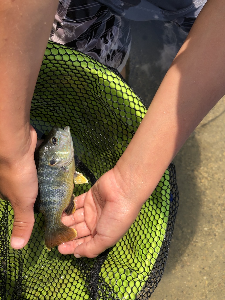 Green Sunfish from Lake Brittany, Muskego, WI, US on July 02, 2021 at ...