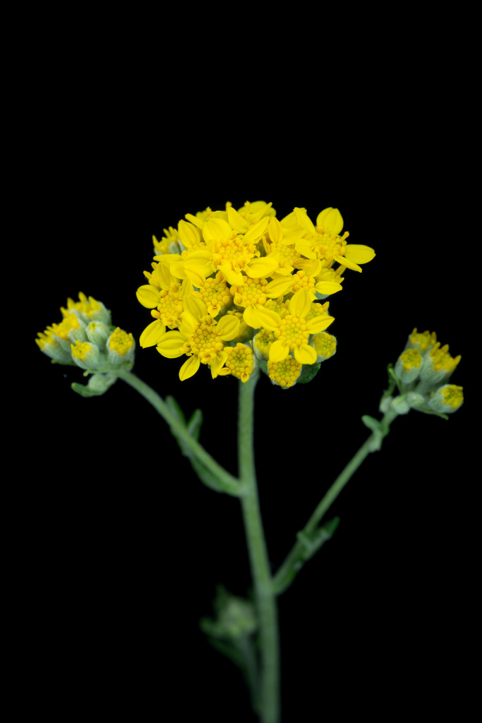 Golden Yarrow from Los Angeles County, CA, USA on May 18, 2020 at 01:08 ...