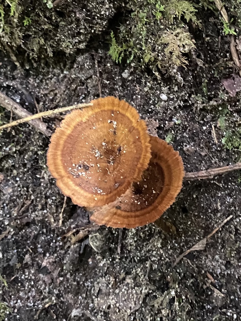 Shiny cinnamon polypore from Daniel Boone National Forest, Campton, KY ...