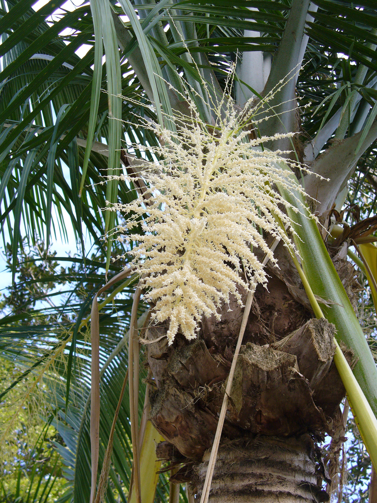 Ravenea rivularis (Field guide to the Palms of Dry area ) · iNaturalist