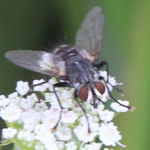 Exorista from Талдомский р-н, Московская обл., Россия on July 22, 2021 ...