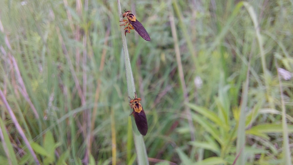 Gnat Ogres from Urbana, IL, USA on July 22, 2021 at 06:10 PM by Yusuf ...