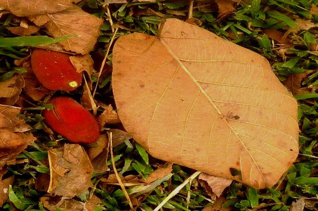 sterculia (Flora Singapore List S) · iNaturalist