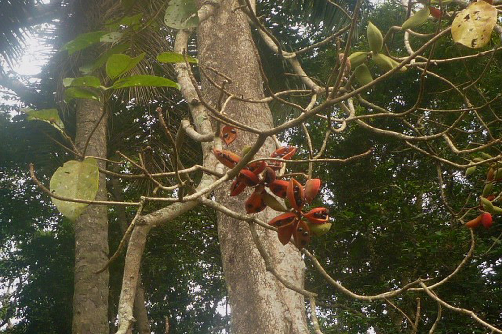 sterculia (Flora Singapore List S) · iNaturalist