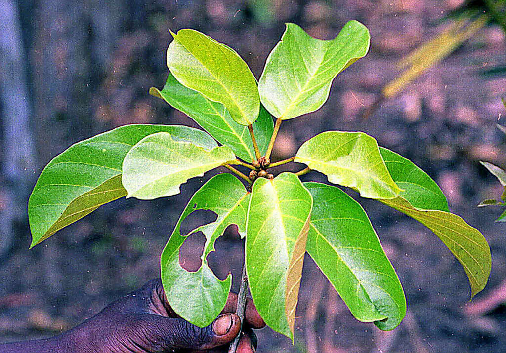 sterculia (Flora Singapore List S) · iNaturalist