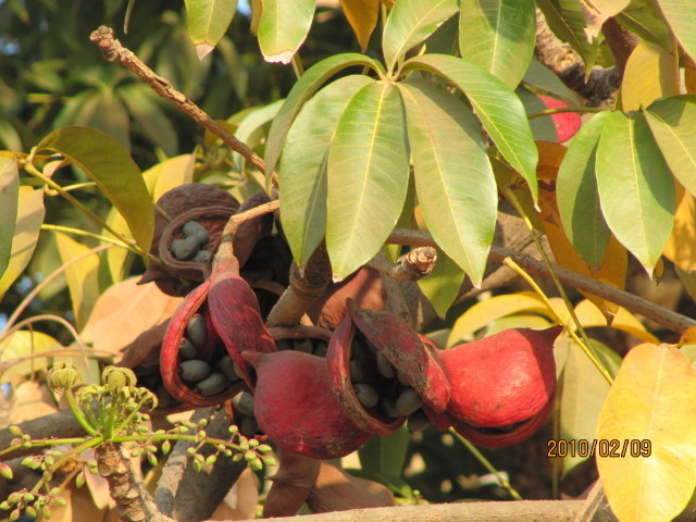 Kepuh (Flora Singapore List S) · iNaturalist