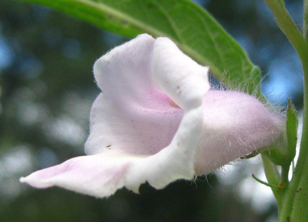 ajonjolí (Flora Singapore List S) · iNaturalist