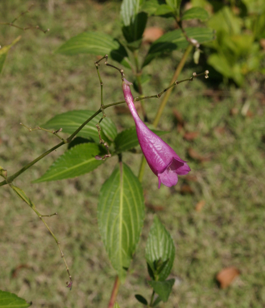 Strobilanthes cusia (Flora Singapore List S) · iNaturalist