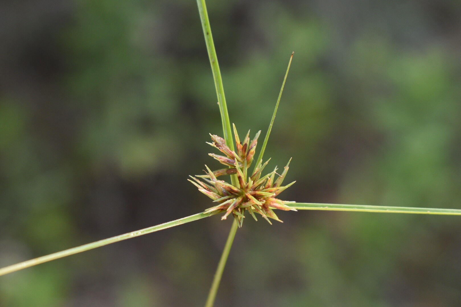 Cyperus retroflexus Buckley