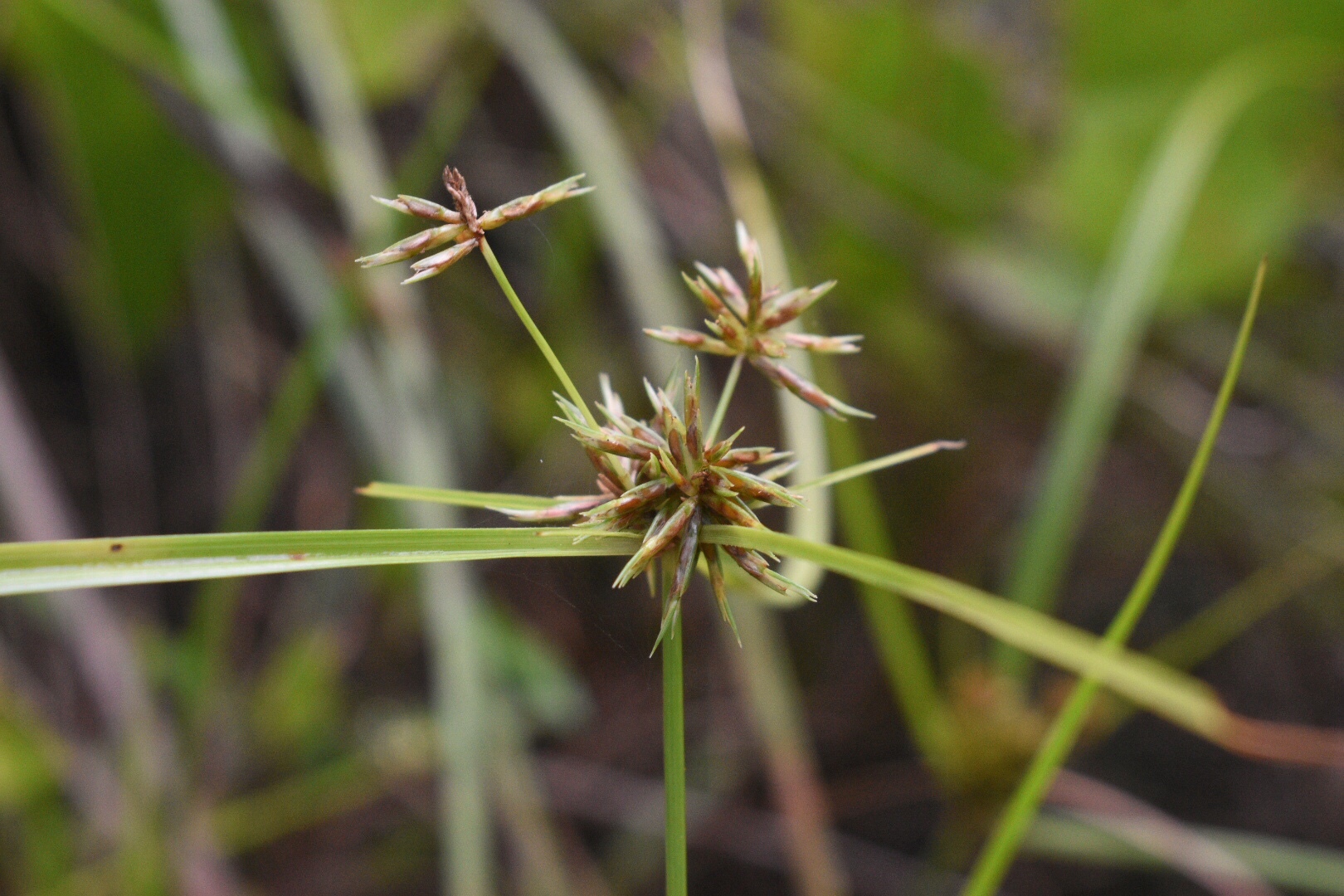 Cyperus retroflexus Buckley