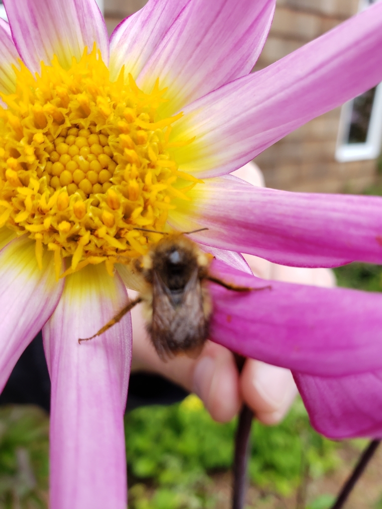 Sitka Bumble Bee from Sitka, AK 99835, USA on July 22, 2021 at 04:06 PM ...