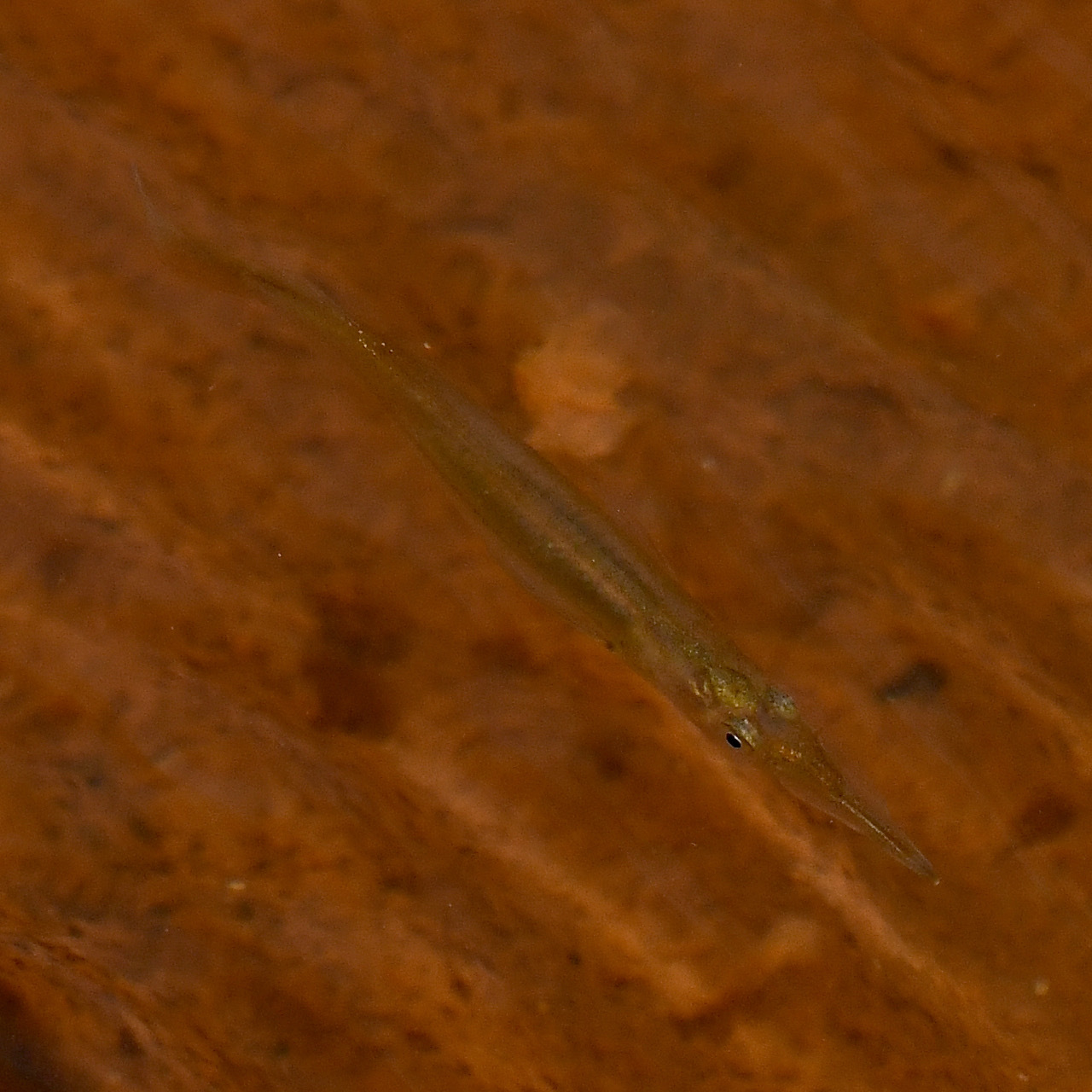 Dermogenys collettei Meisner, 2001