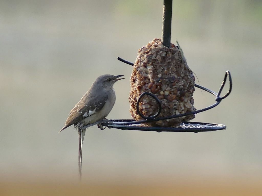 Northern Mockingbird from Woodland Dr, Hilliard, OH, US on July 22 ...