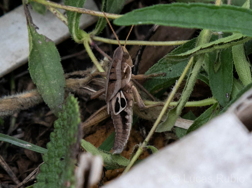 Alcamenes from Candelaria, Misiones, Argentina on December 03, 2020 at ...