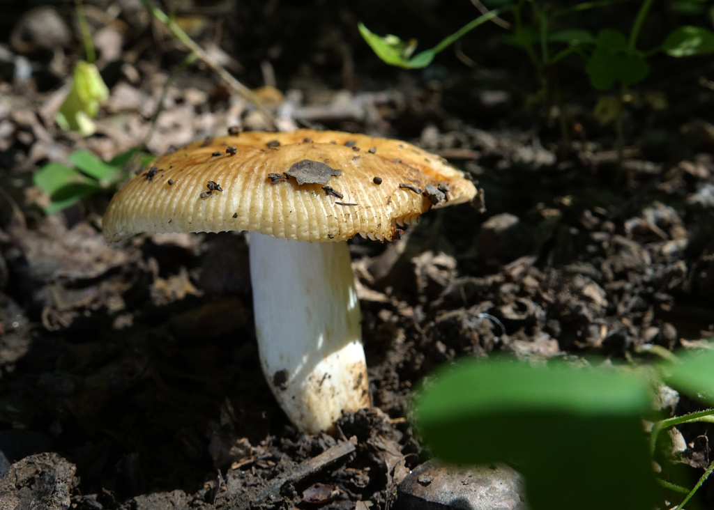 Russula pectinatoides from Ritchie Cemetery on July 22, 2021 at 11:04 ...