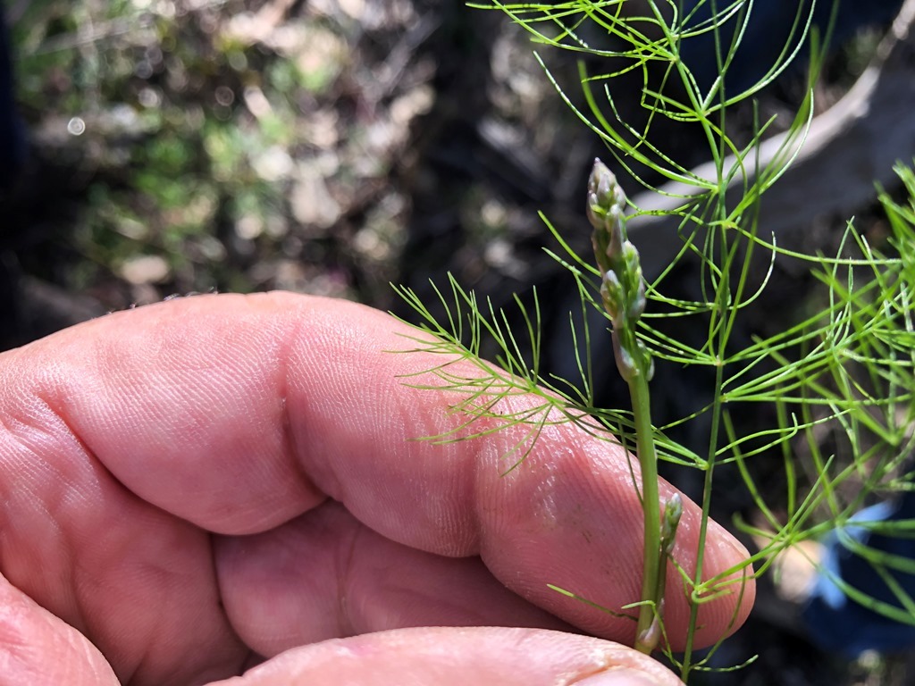 Asparagus racemosus Willd.