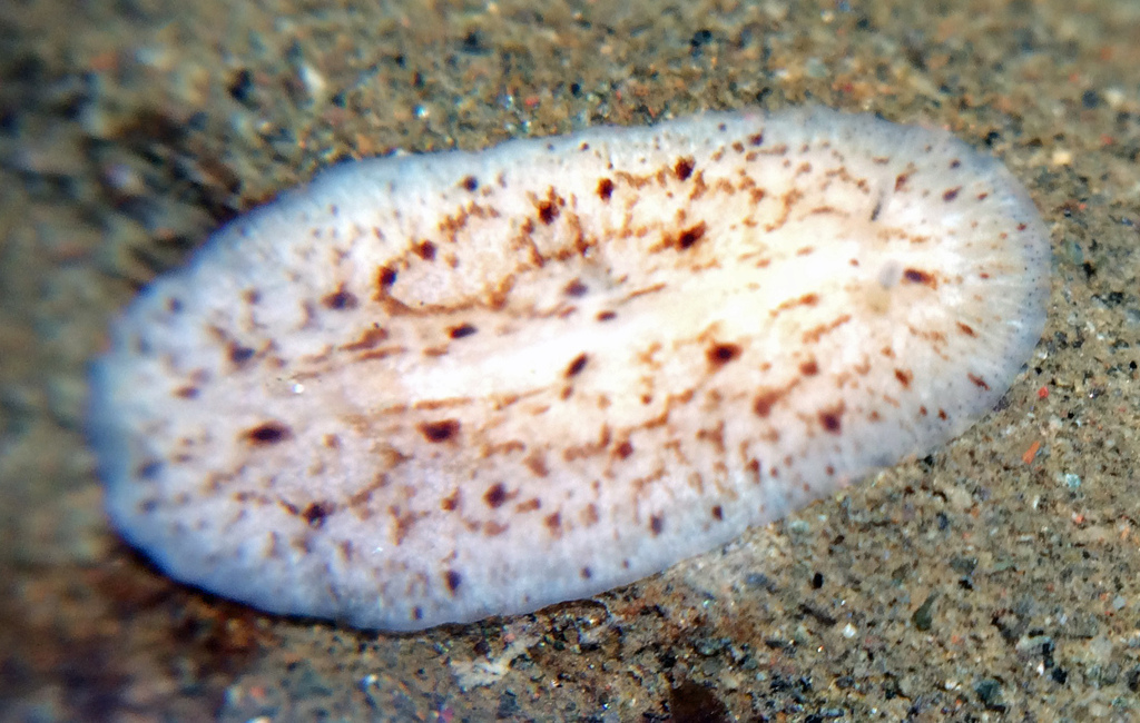 California Flatworm (Polyclad flatworms of California) · iNaturalist