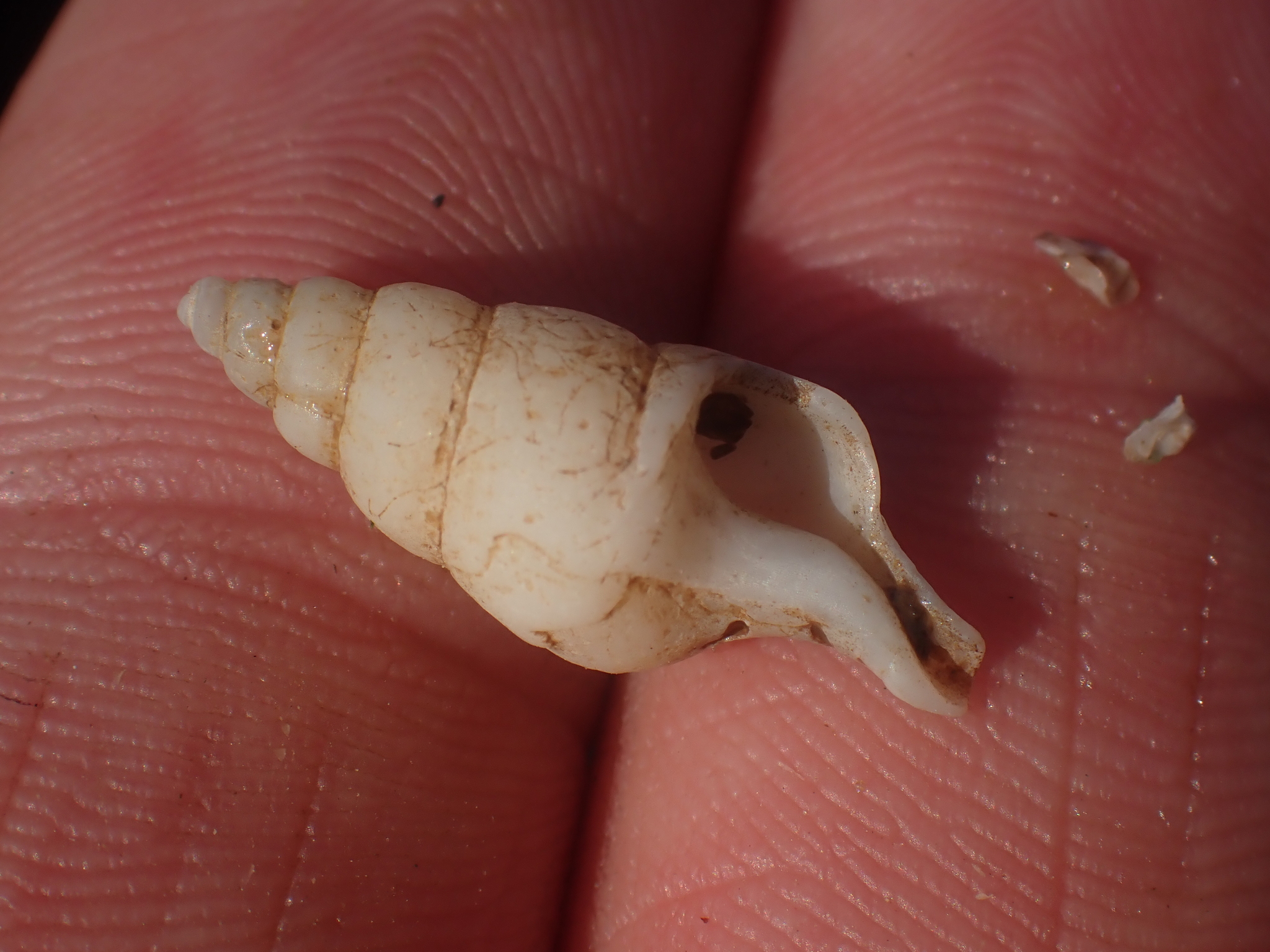 Colus stimpsoni (Mörch, 1868)