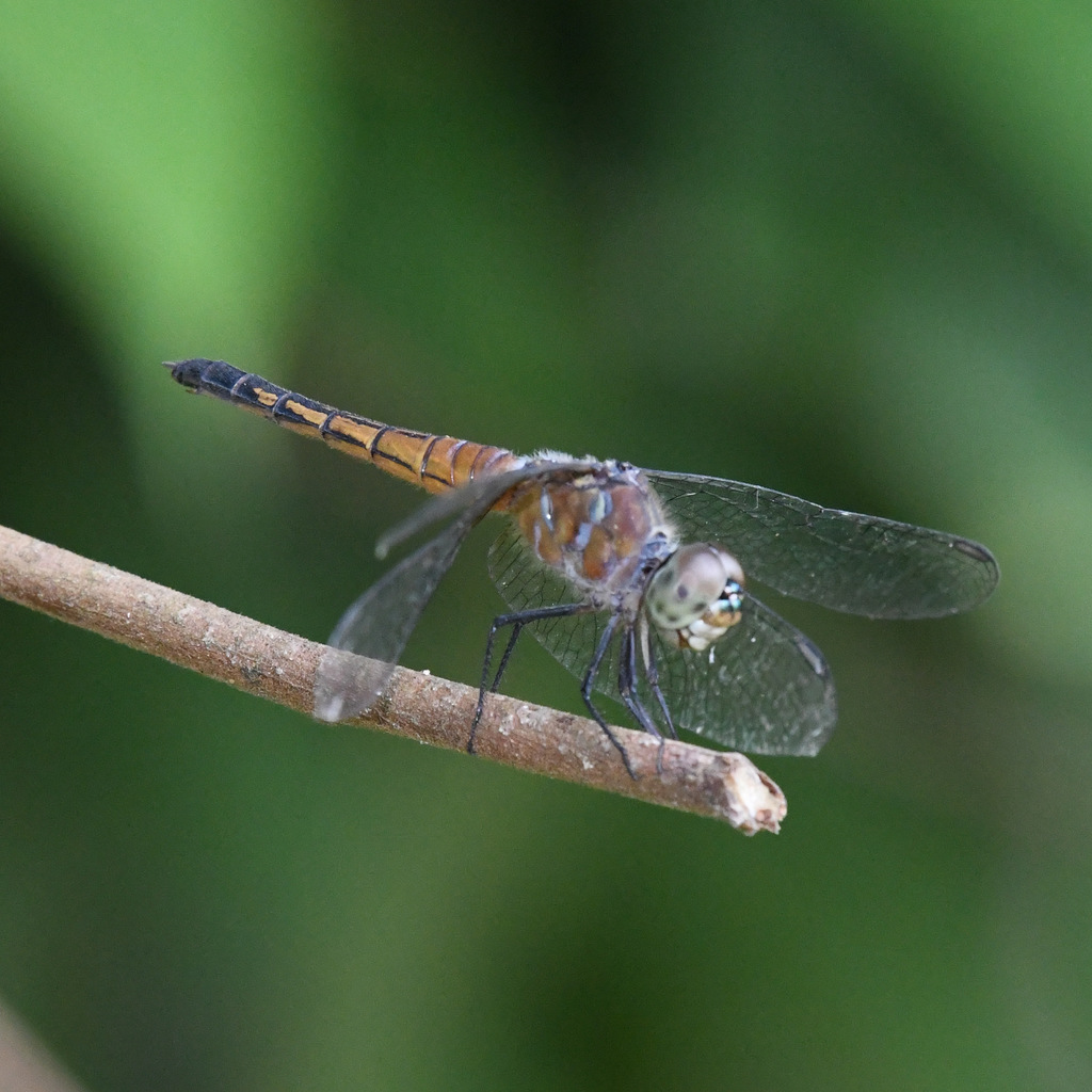 Oriental Blue Dasher from North Eastern Islands, Singapore on July 22 ...